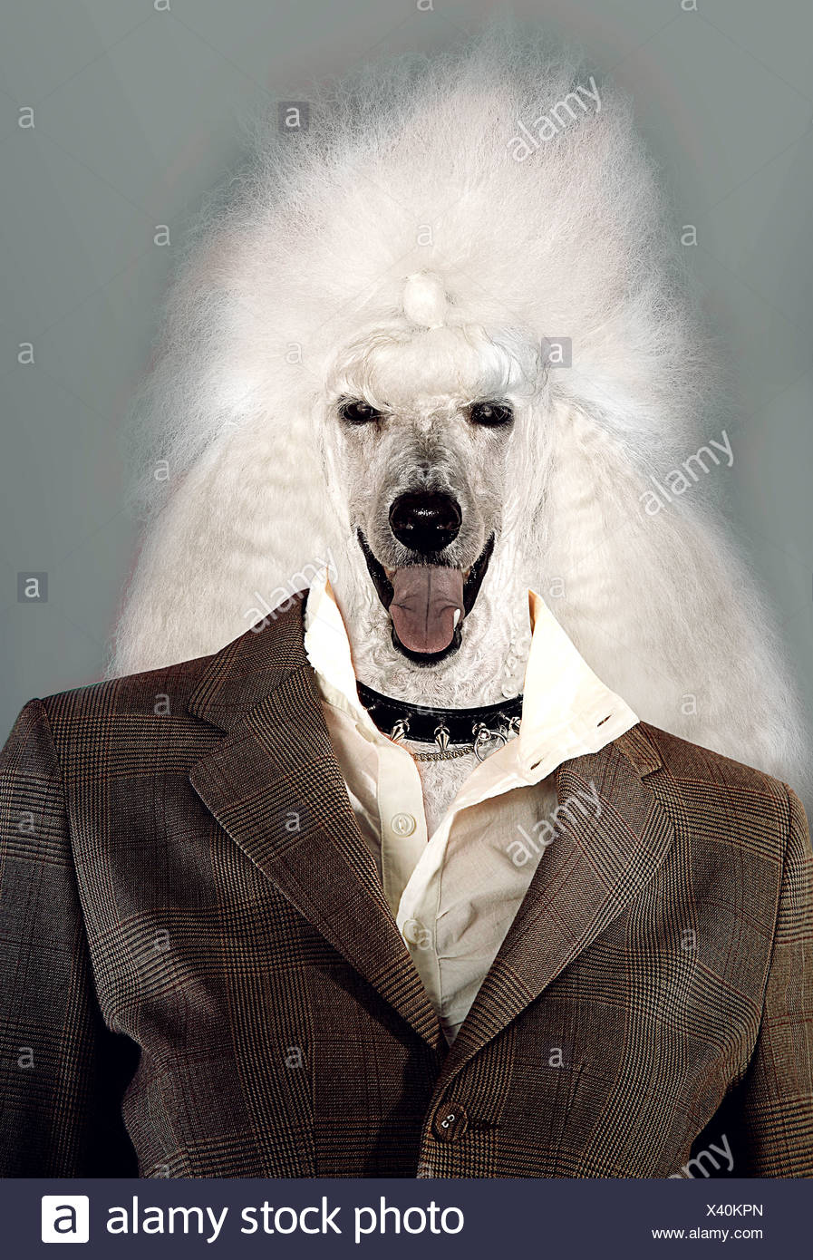 Camera Laughing Dog High Resolution Stock Photography and Images - Alamy