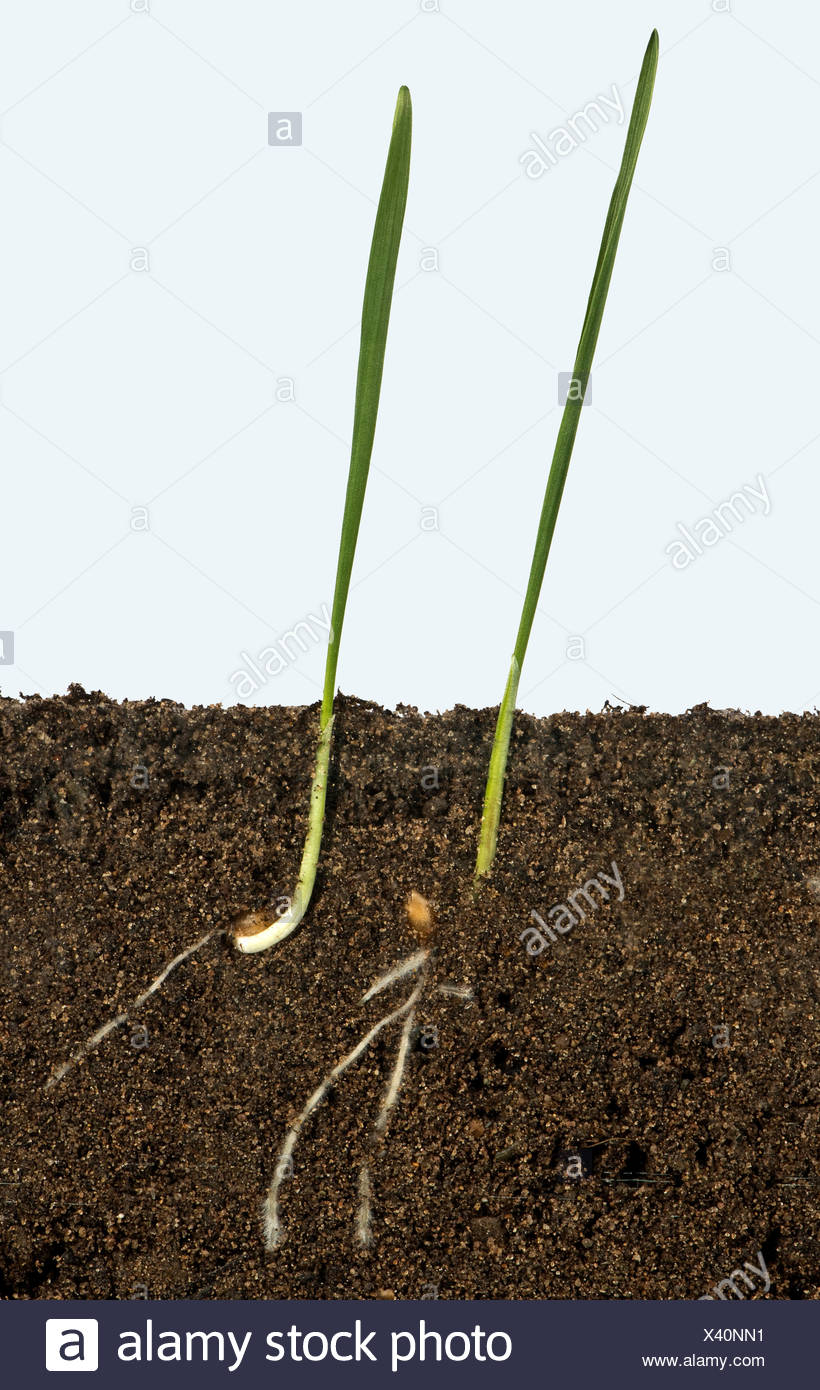 Germinating Wheat Seedlings High Resolution Stock Photography and ...