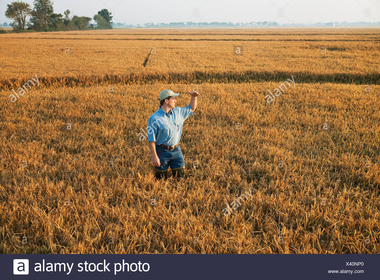 Farmer Rice Field High Resolution Stock Photography and Images - Alamy