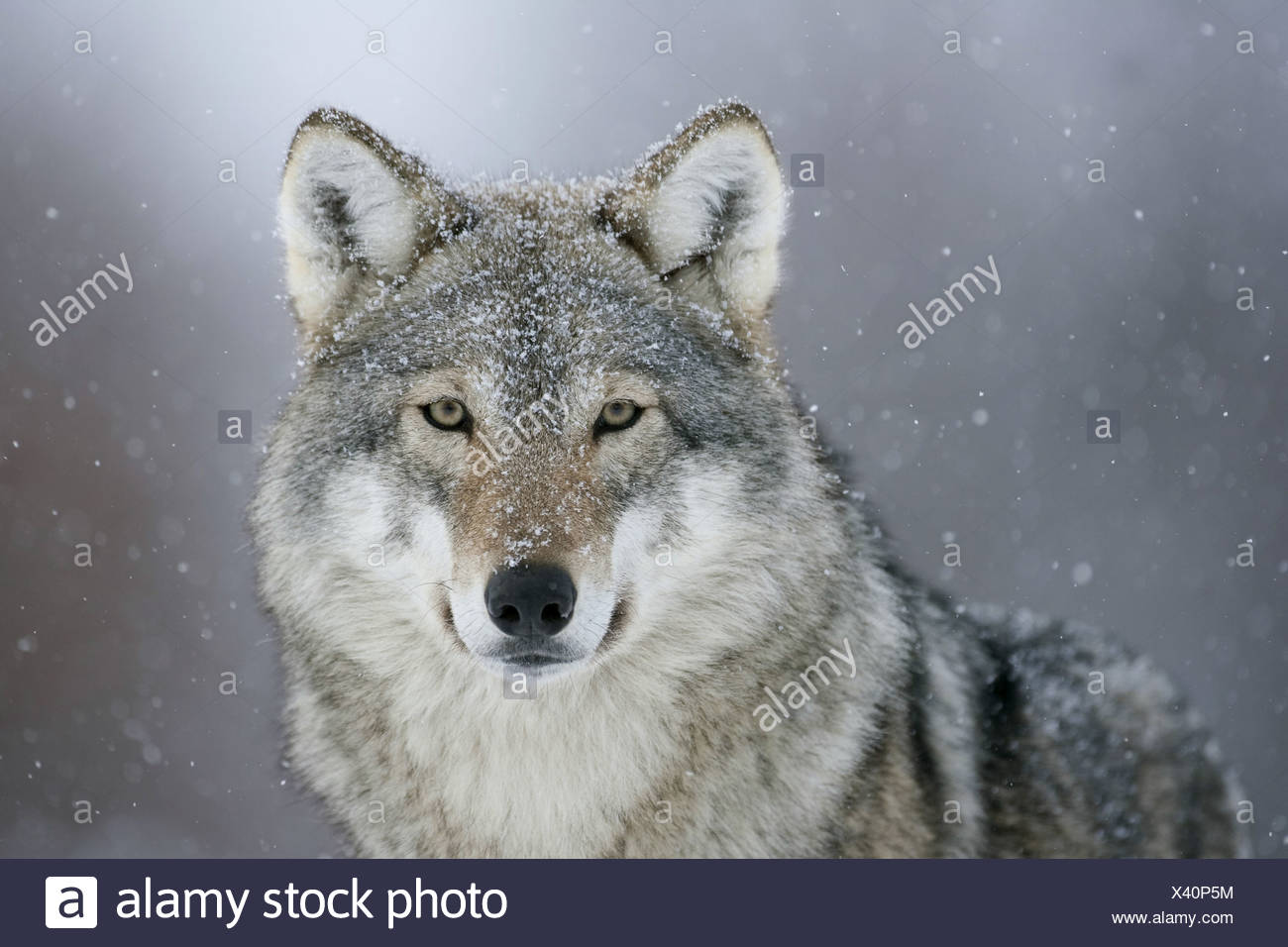 Grey Wolf Close Up High Resolution Stock Photography and Images - Alamy