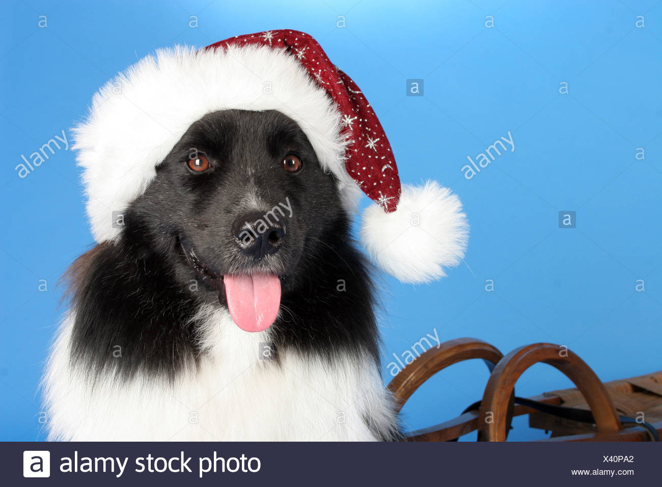 Samojede High Resolution Stock Photography and Images - Alamy