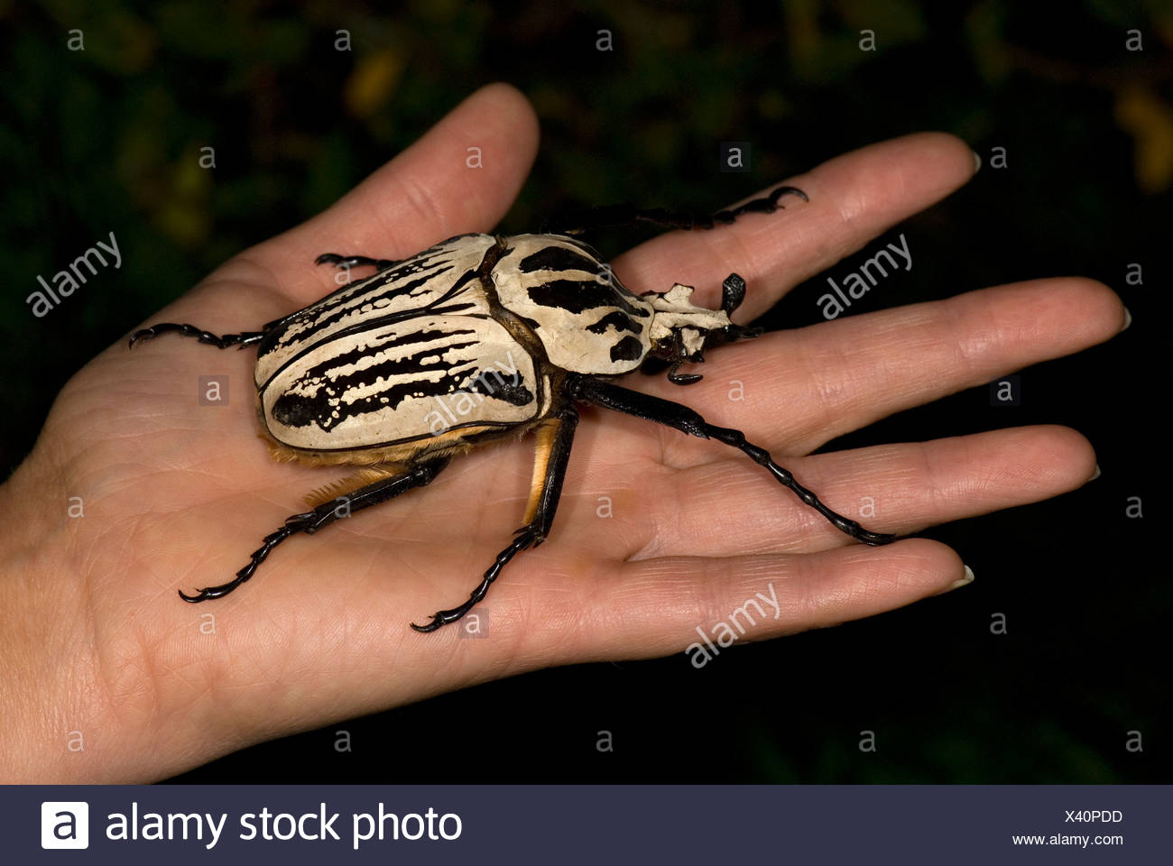 Goliath High Resolution Stock Photography and Images - Alamy