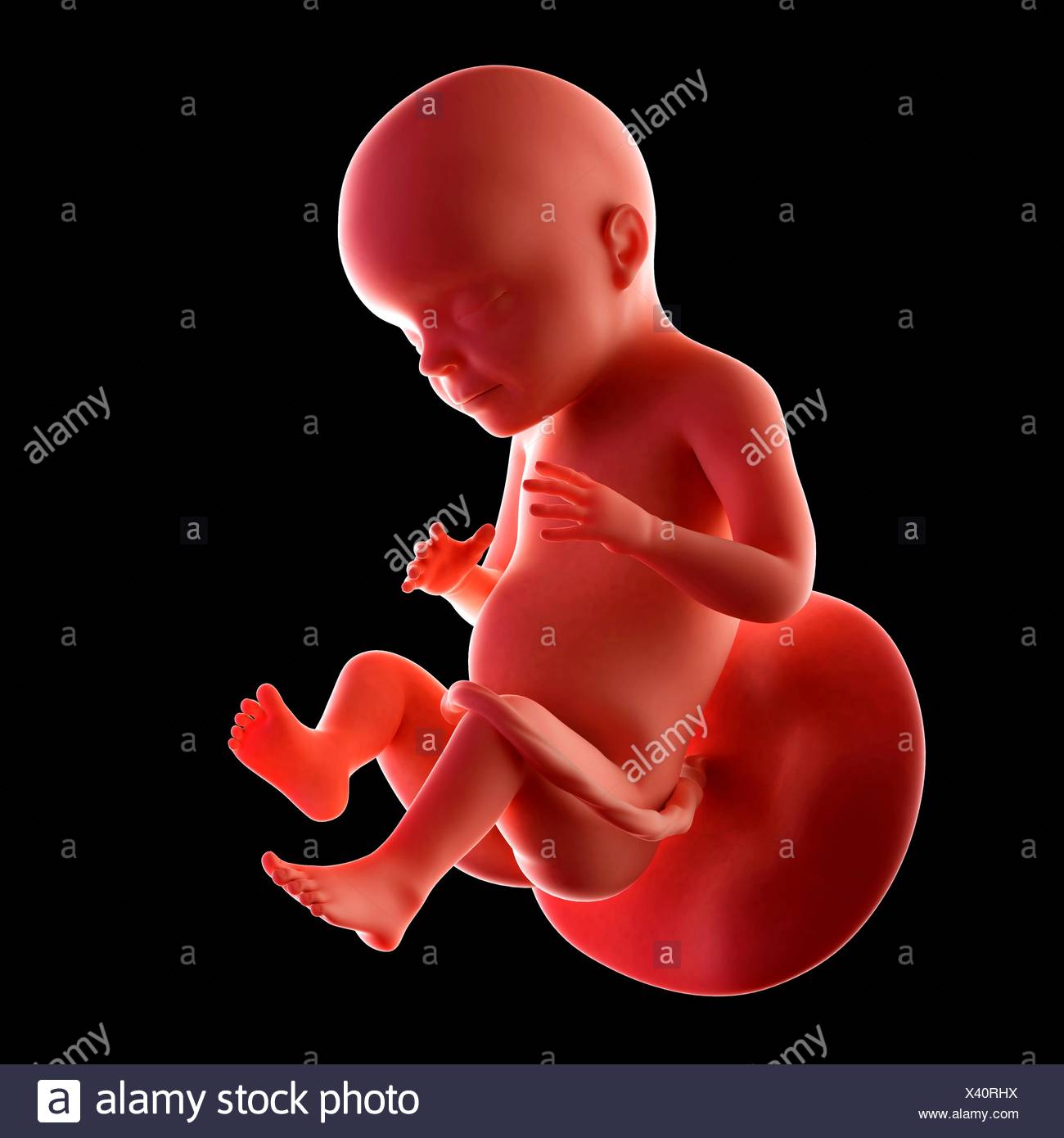 28 Weeks High Resolution Stock Photography and Images - Alamy