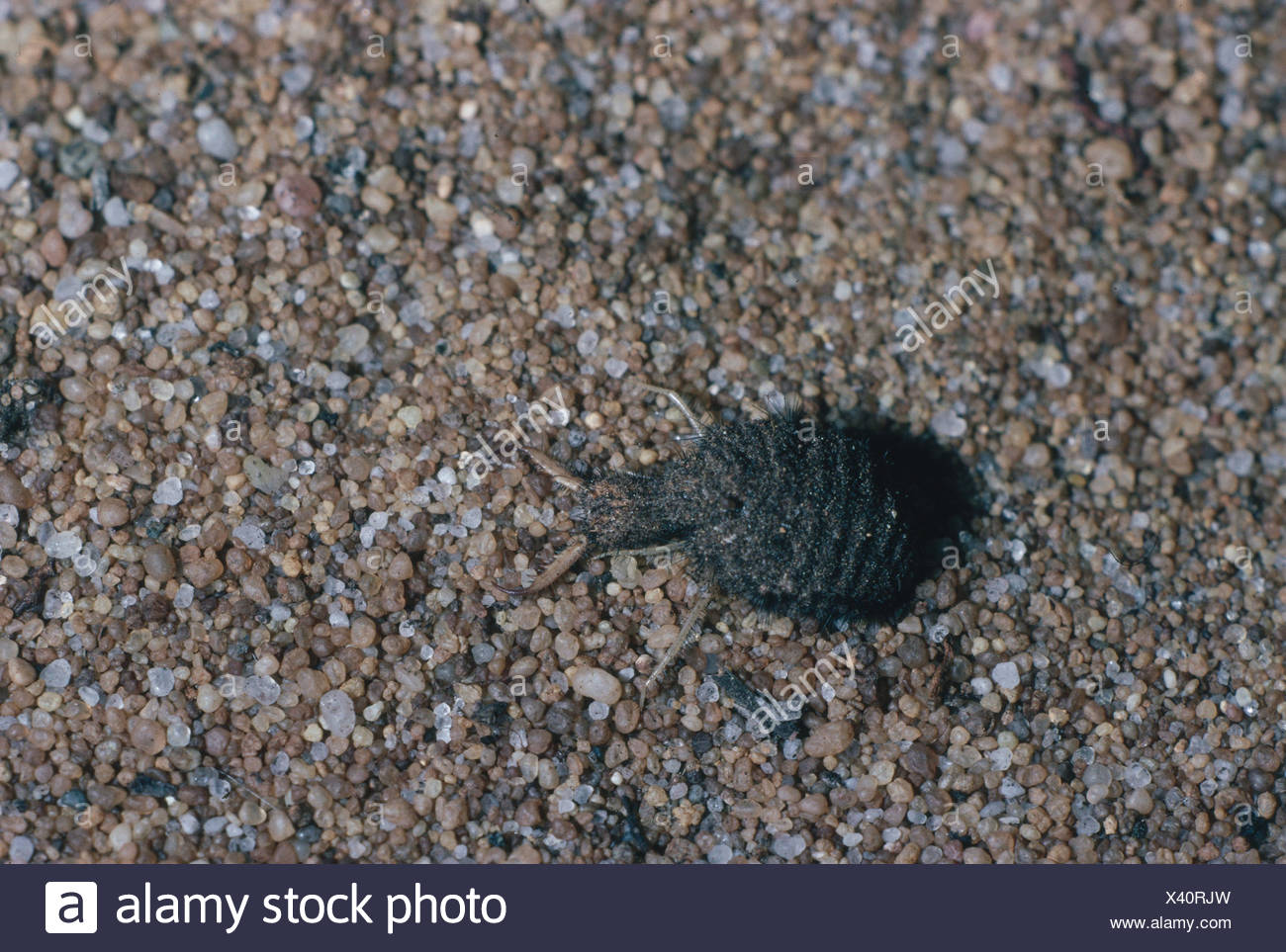 Antlion Myrmeleon Stock Photos & Antlion Myrmeleon Stock Images - Alamy