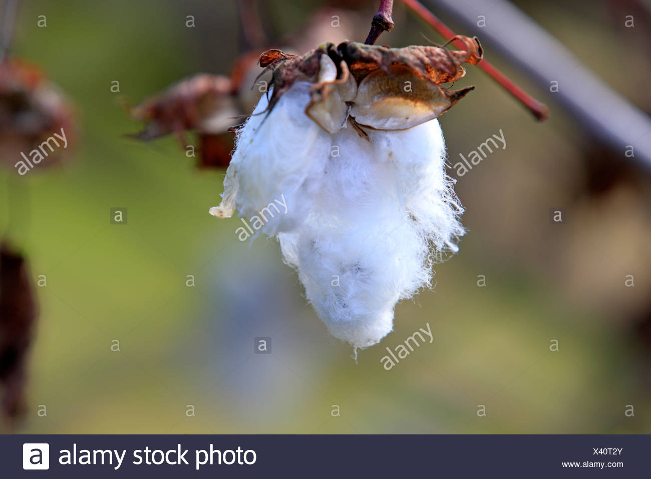 Cotton Tree Bombax Ceiba High Resolution Stock Photography and Images ...