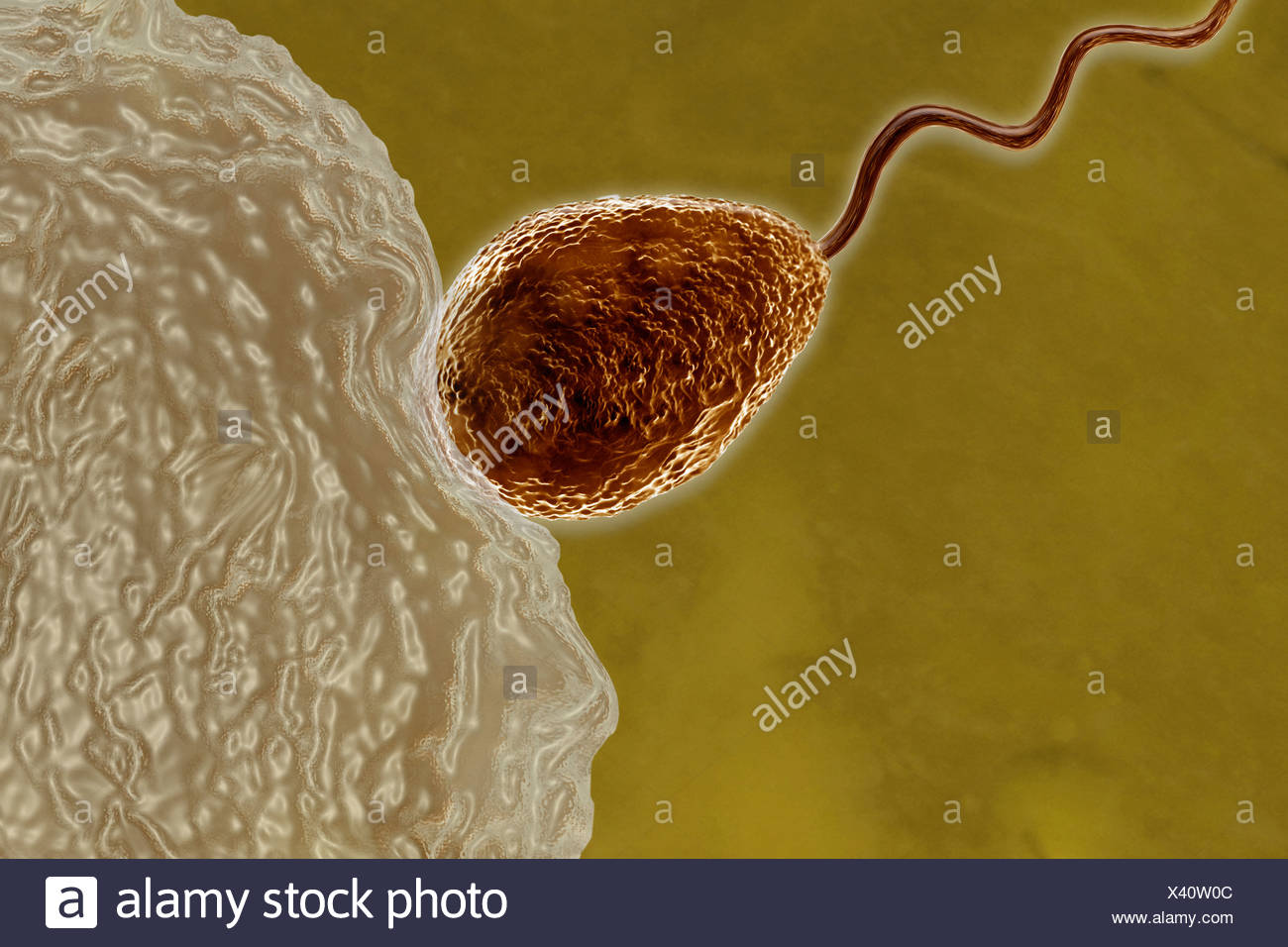 Sperm Fertilizing Egg High Resolution Stock Photography and Images - Alamy