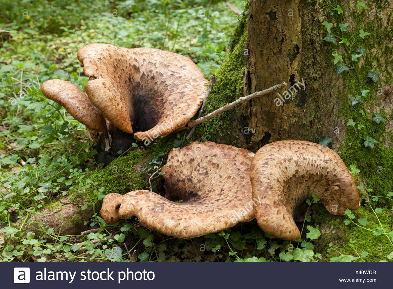 Pheasants Back Mushroom High Resolution Stock Photography and Images ...