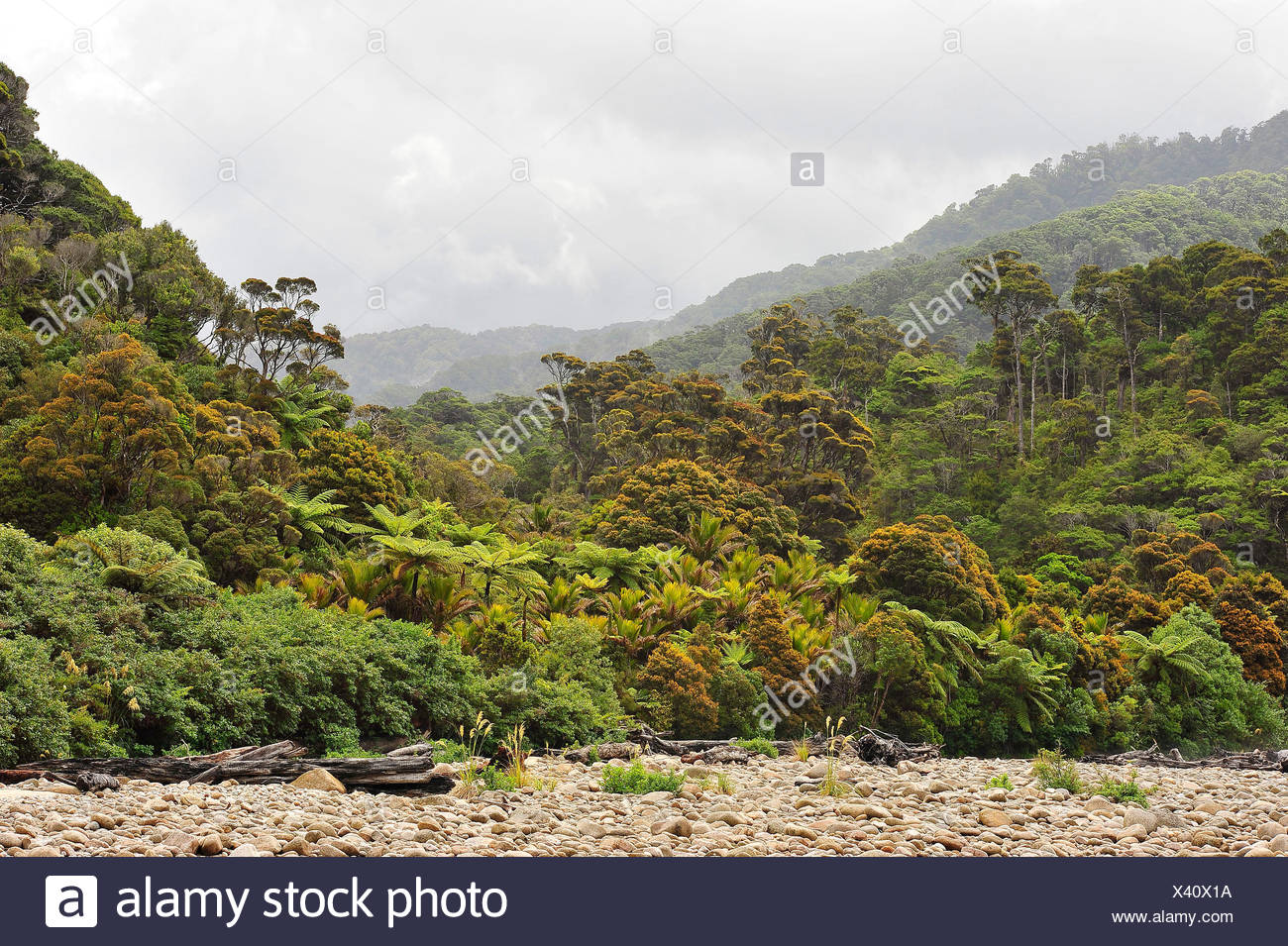 Jungle Ferns High Resolution Stock Photography and Images - Alamy