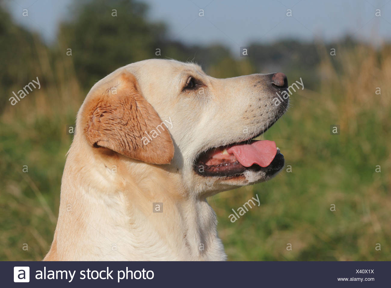 Labrador Side Profile High Resolution Stock Photography and Images - Alamy