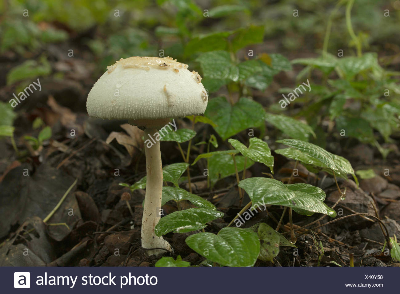 Fruiting Body Mushroom Edible Mushroom High Resolution Stock ...