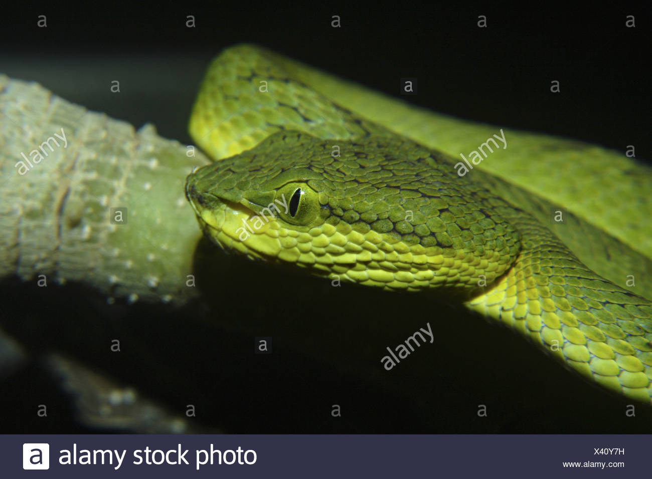 Bamboo Pit Viper High Resolution Stock Photography and Images - Alamy