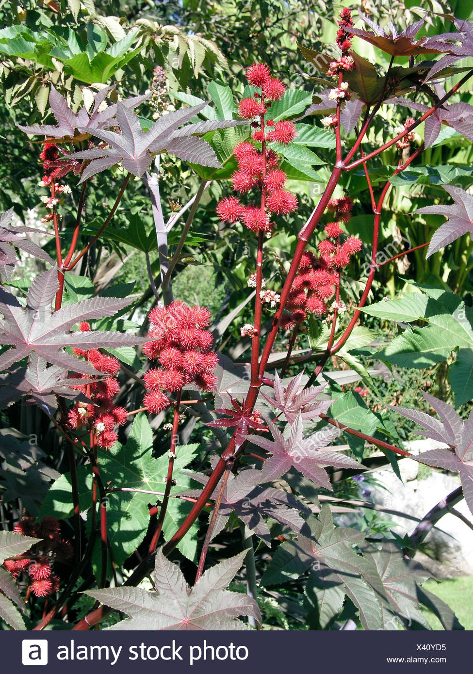 Castor Bean Plant Stock Photos & Castor Bean Plant Stock Images - Alamy