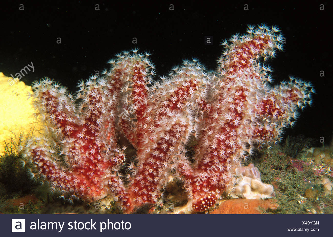 Alcyonium Glomeratum High Resolution Stock Photography and Images - Alamy