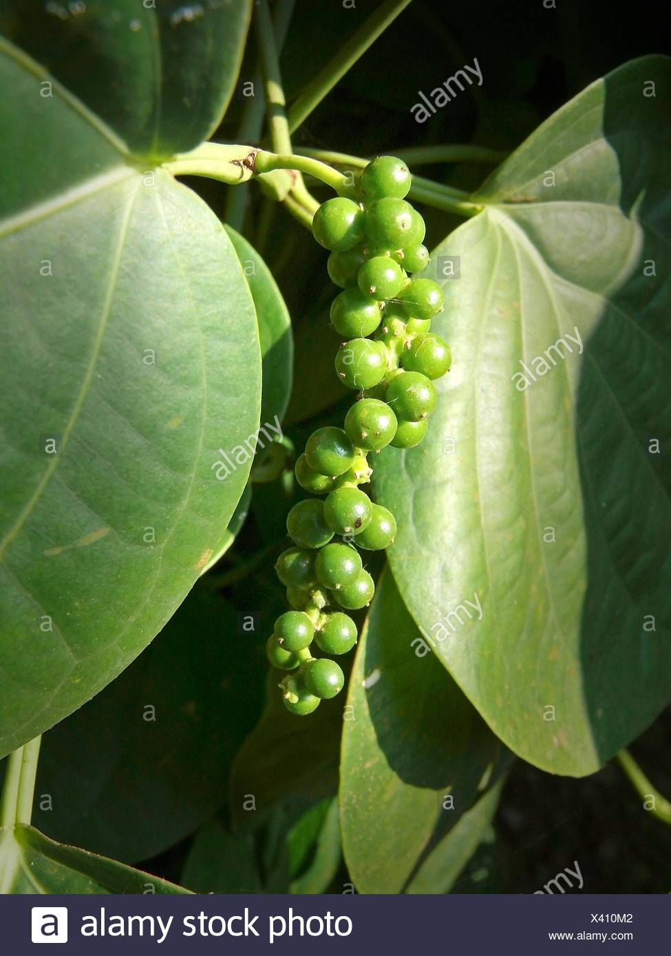 Black Pepper Plant High Resolution Stock Photography and Images - Alamy