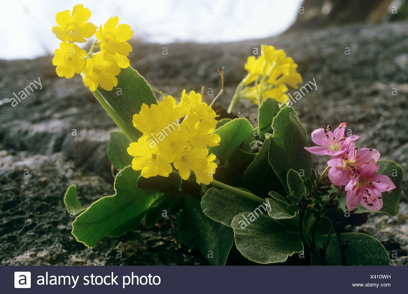 Dwarf Alpenrose High Resolution Stock Photography and Images - Alamy