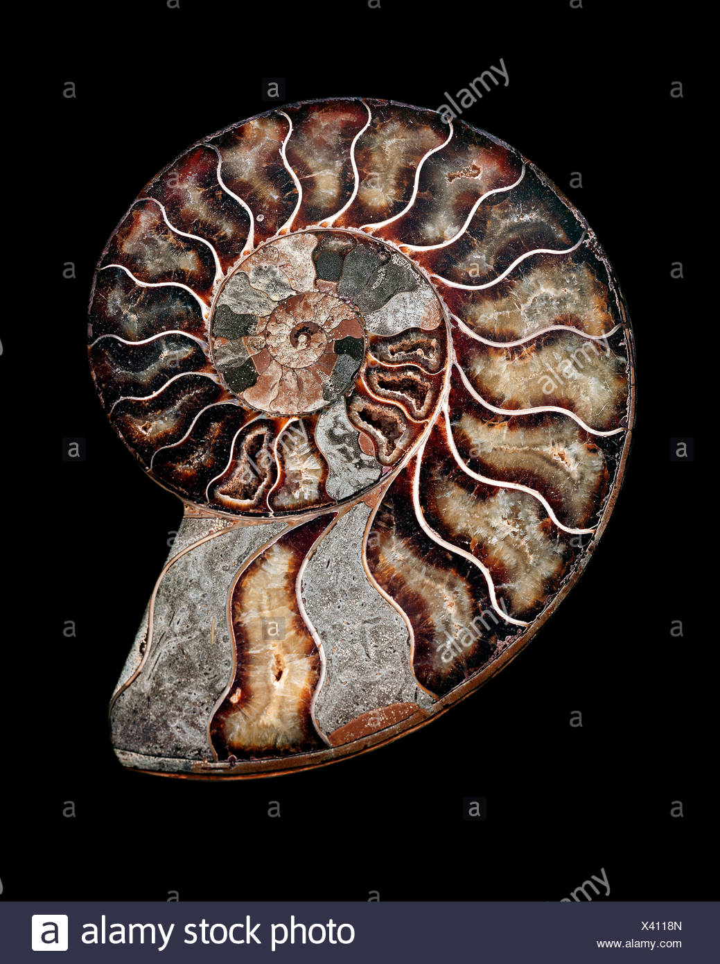 Ammonite Fossils High Resolution Stock Photography and Images - Alamy
