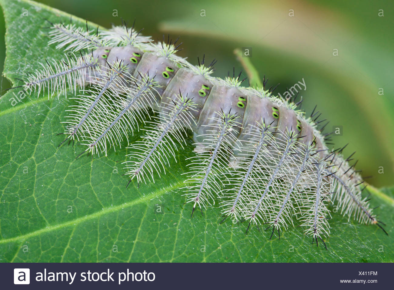 Caterpillars Caterpillar High Resolution Stock Photography and Images ...