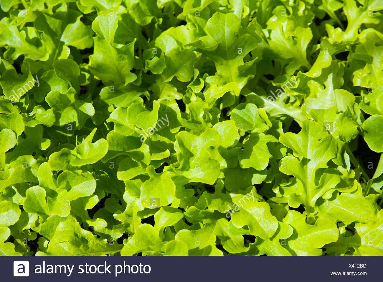 Antonia Reeve High Resolution Stock Photography and Images - Alamy