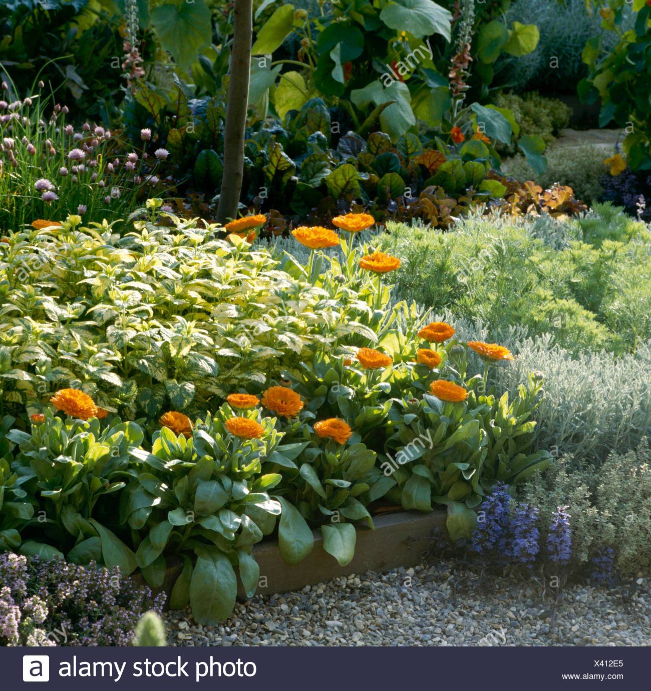 Garden Marigolds High Resolution Stock Photography and Images - Alamy