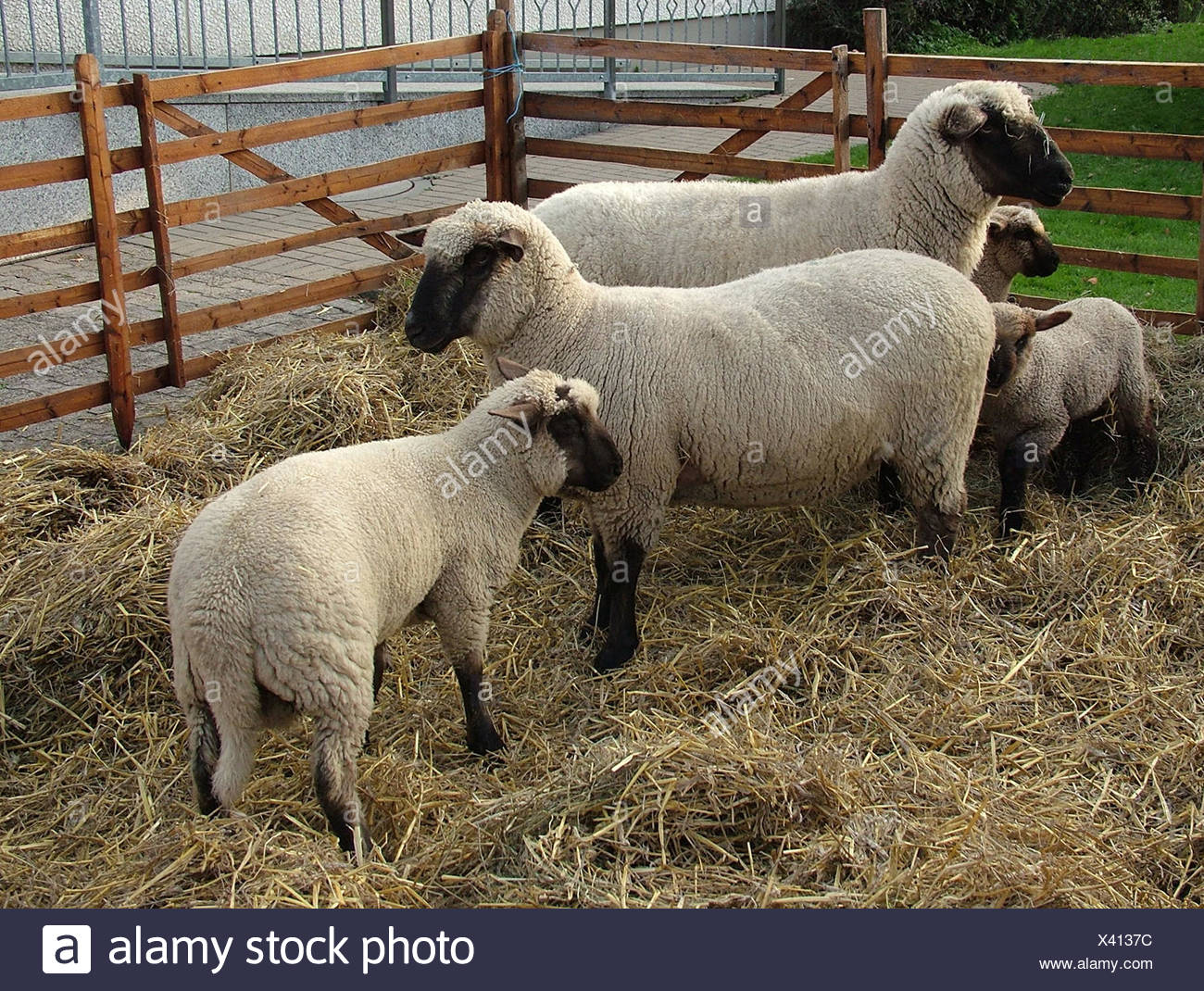 Pure New Wool High Resolution Stock Photography and Images - Alamy