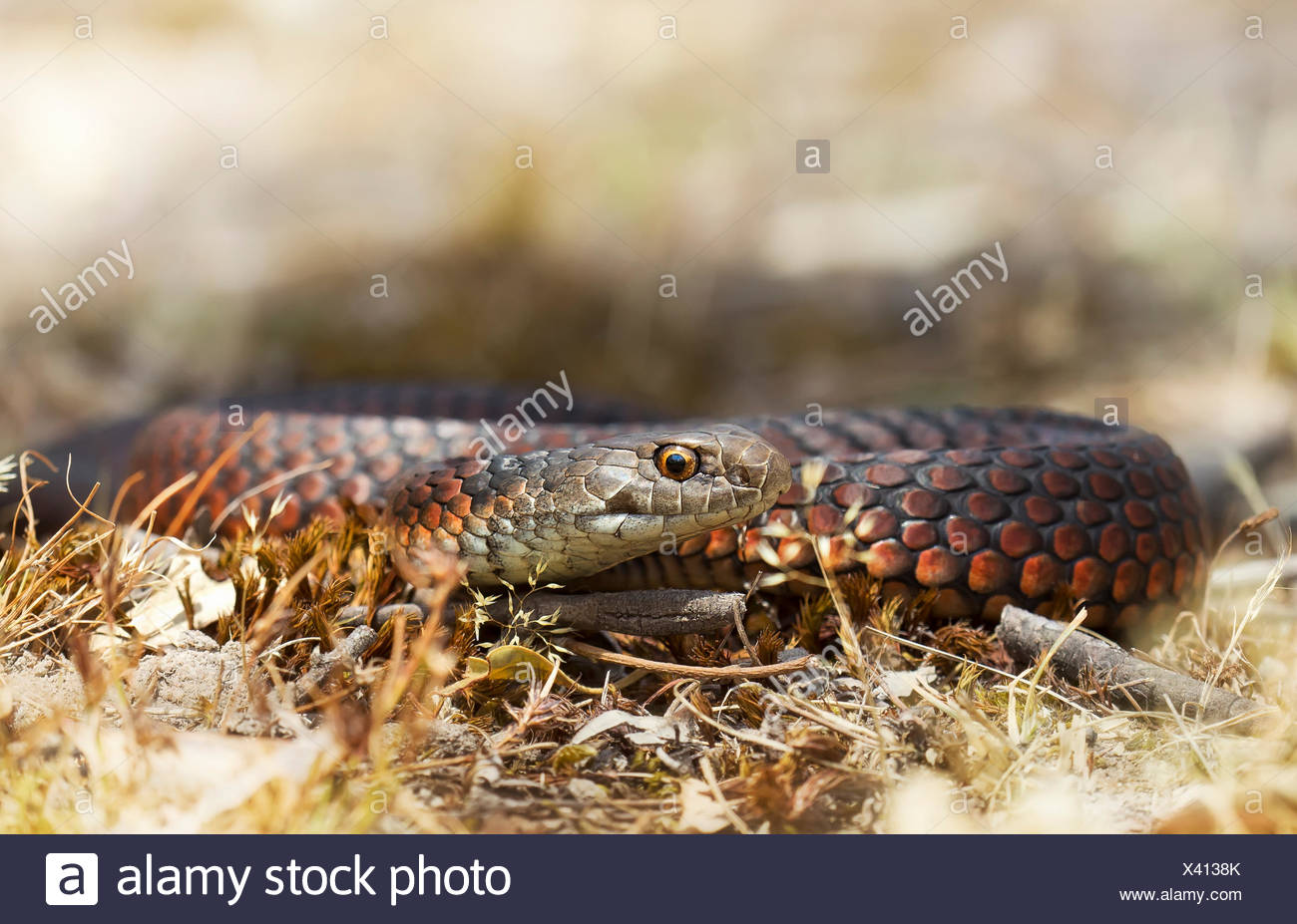 Crawling Animals High Resolution Stock Photography and Images - Alamy