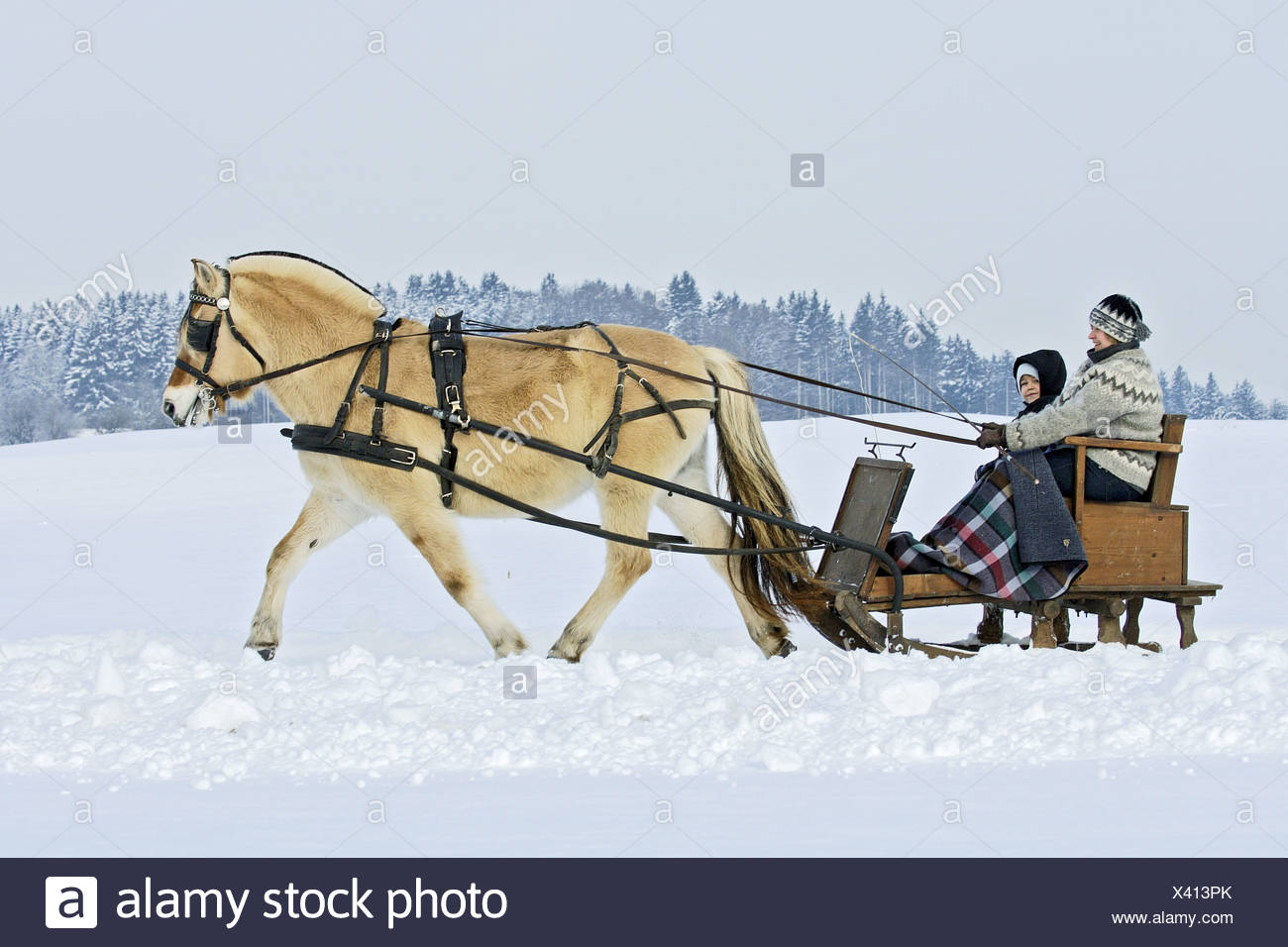 Horses Pulling Sleigh High Resolution Stock Photography and Images - Alamy