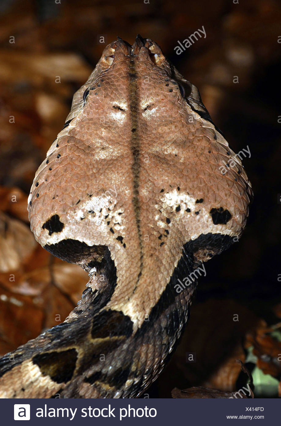 Viper Head High Resolution Stock Photography and Images - Alamy
