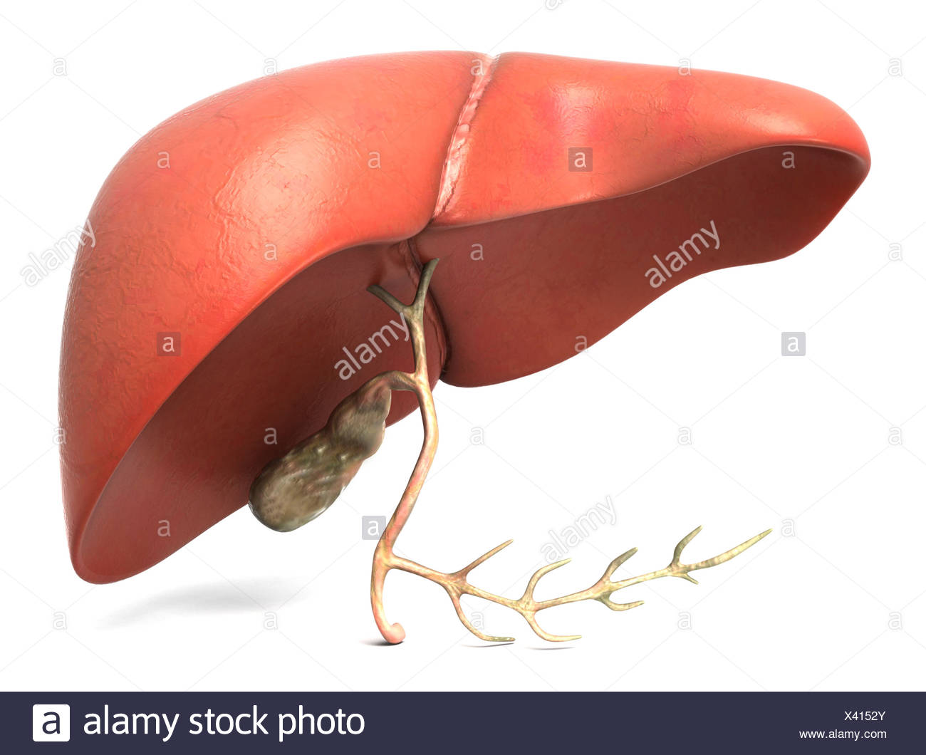 Liver And Gallbladder Stock Photos & Liver And Gallbladder Stock Images ...