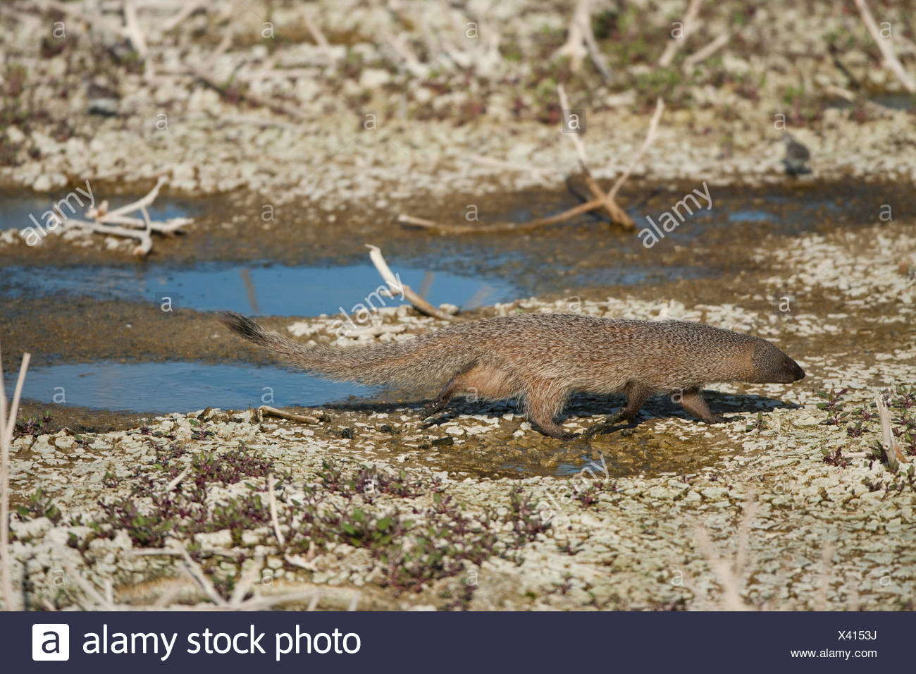 Water Mongoose High Resolution Stock Photography and Images - Alamy