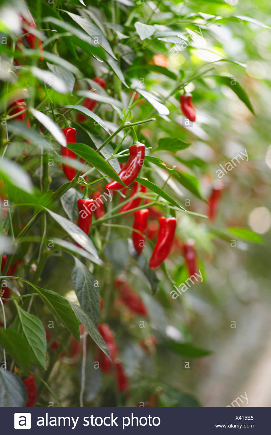 Chilli Plant High Resolution Stock Photography and Images - Alamy