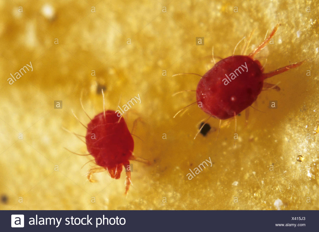 Tetranychus Urticae High Resolution Stock Photography and Images - Alamy