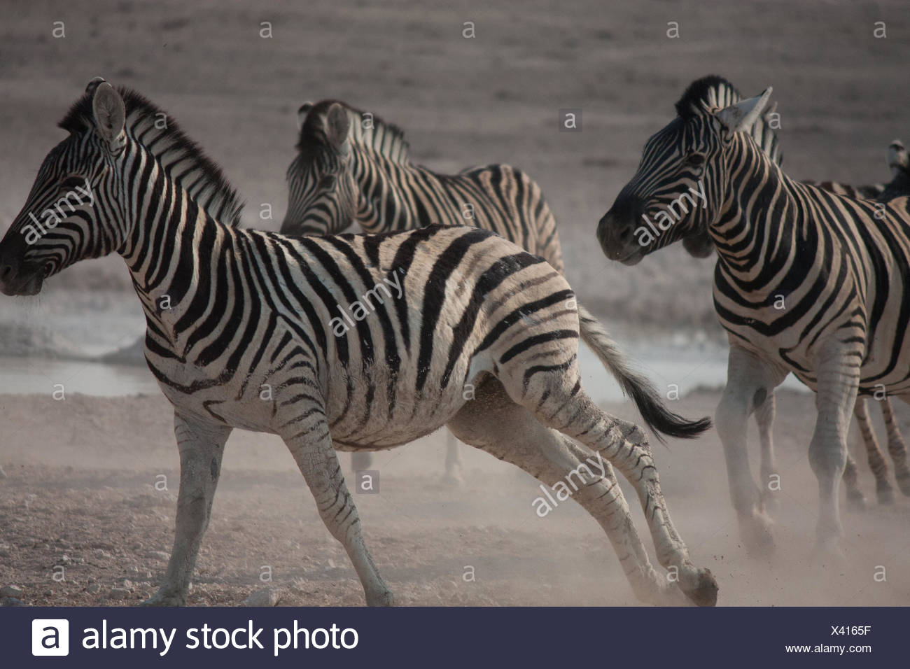 Zebras Running Stock Photos & Zebras Running Stock Images - Alamy
