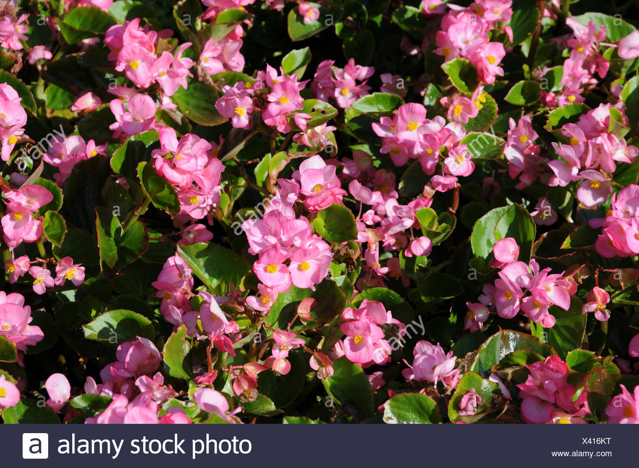 Begonia Begonia X Semperflorens High Resolution Stock Photography and ...