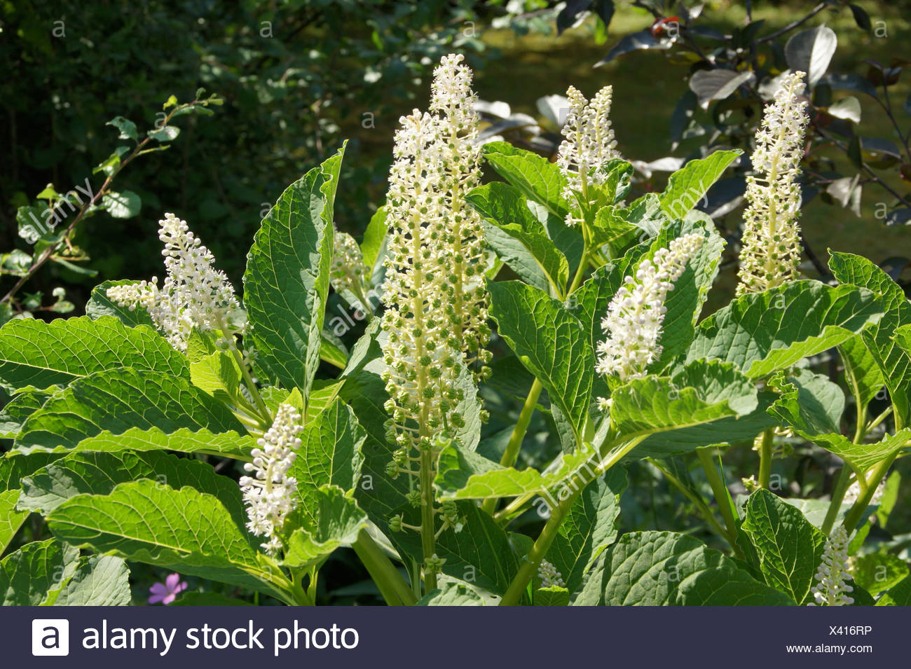 Polk Sallet High Resolution Stock Photography and Images - Alamy