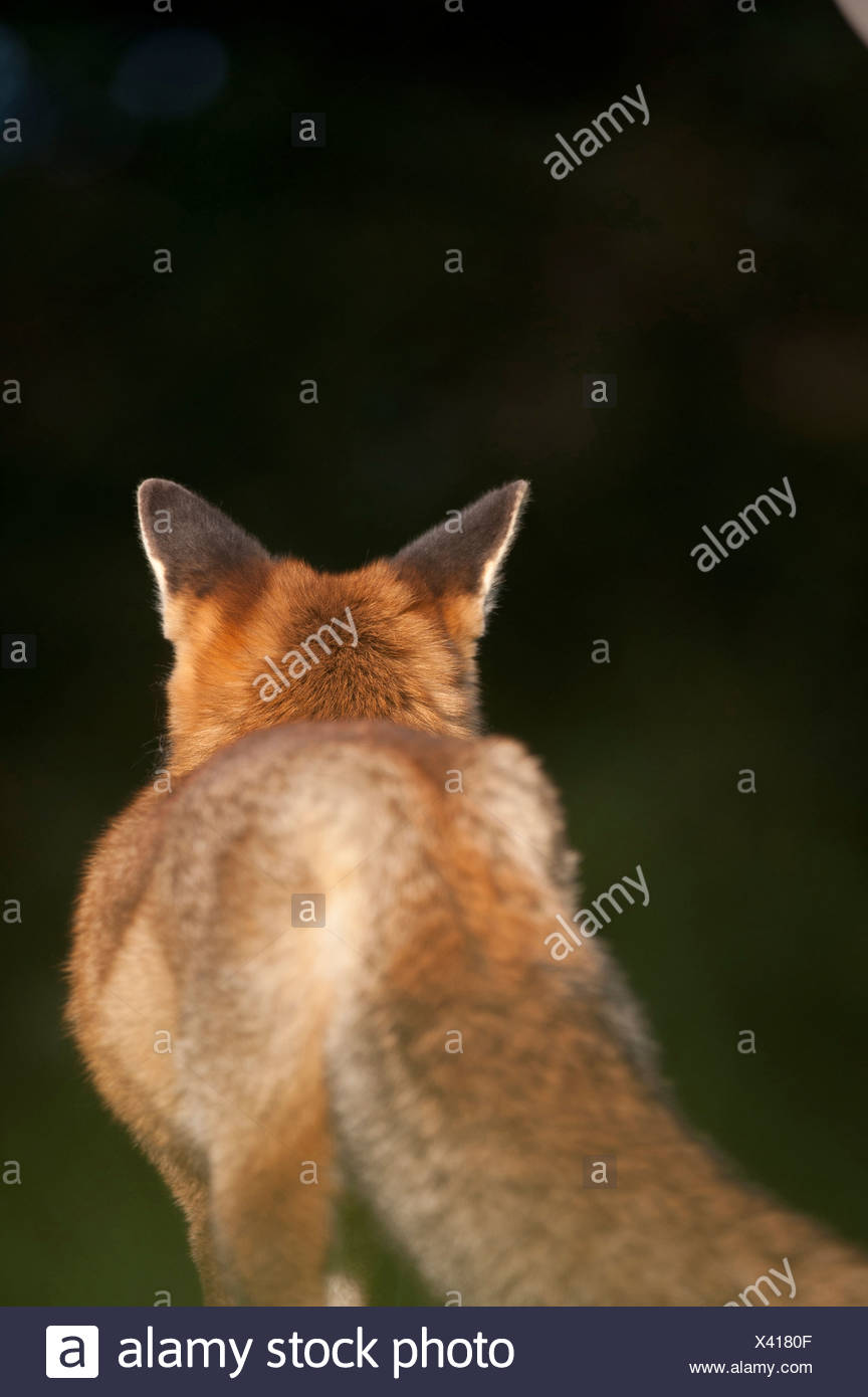 Rear View Red Fox High Resolution Stock Photography and Images - Alamy
