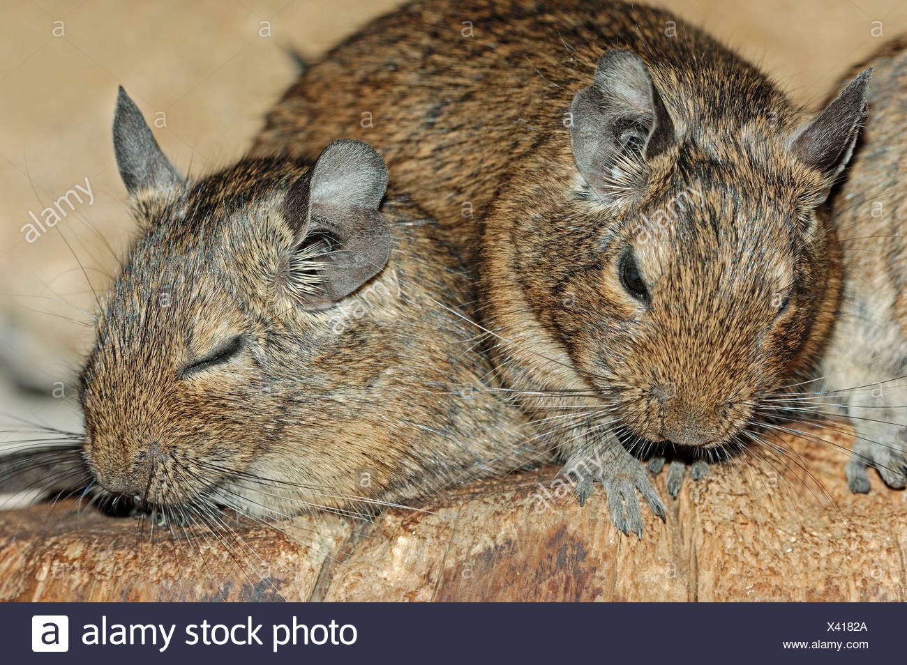 Common Degu Stock Photos & Common Degu Stock Images - Alamy