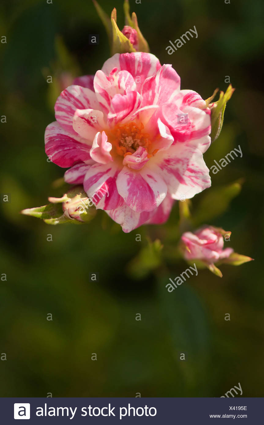 Double Stripes High Resolution Stock Photography and Images - Alamy