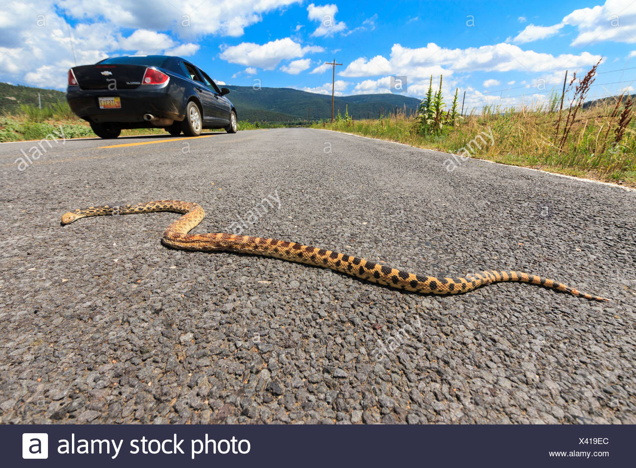 Roadkill High Resolution Stock Photography and Images - Alamy