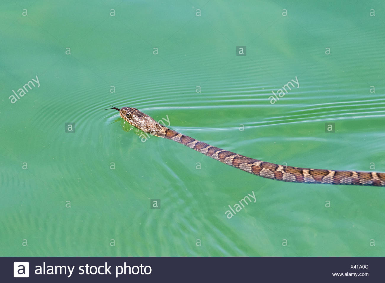Nerodia Sipedon Stock Photos & Nerodia Sipedon Stock Images - Alamy