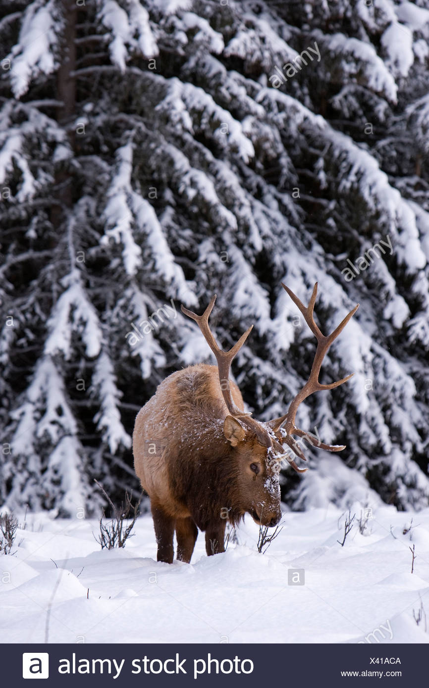 Cervus Canadensis Stock Photos & Cervus Canadensis Stock Images - Alamy
