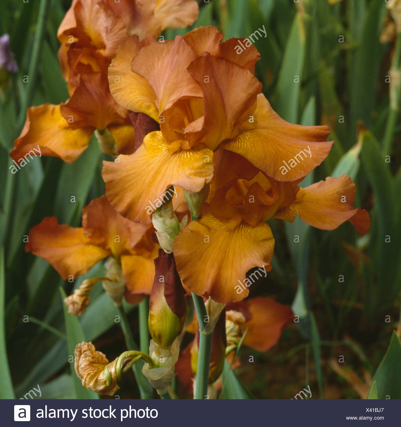 Orange Iris High Resolution Stock Photography and Images - Alamy