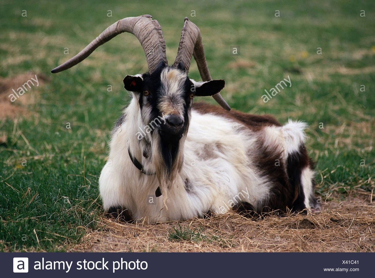 Peacock Goat High Resolution Stock Photography and Images - Alamy