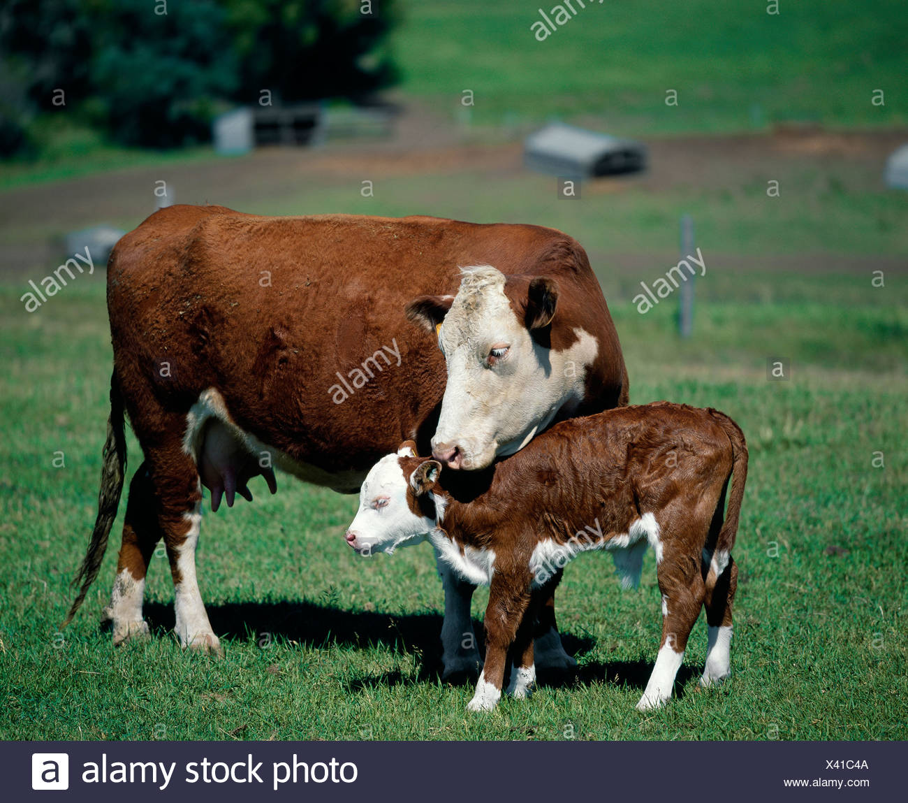 Nuzzling Cow High Resolution Stock Photography and Images - Alamy