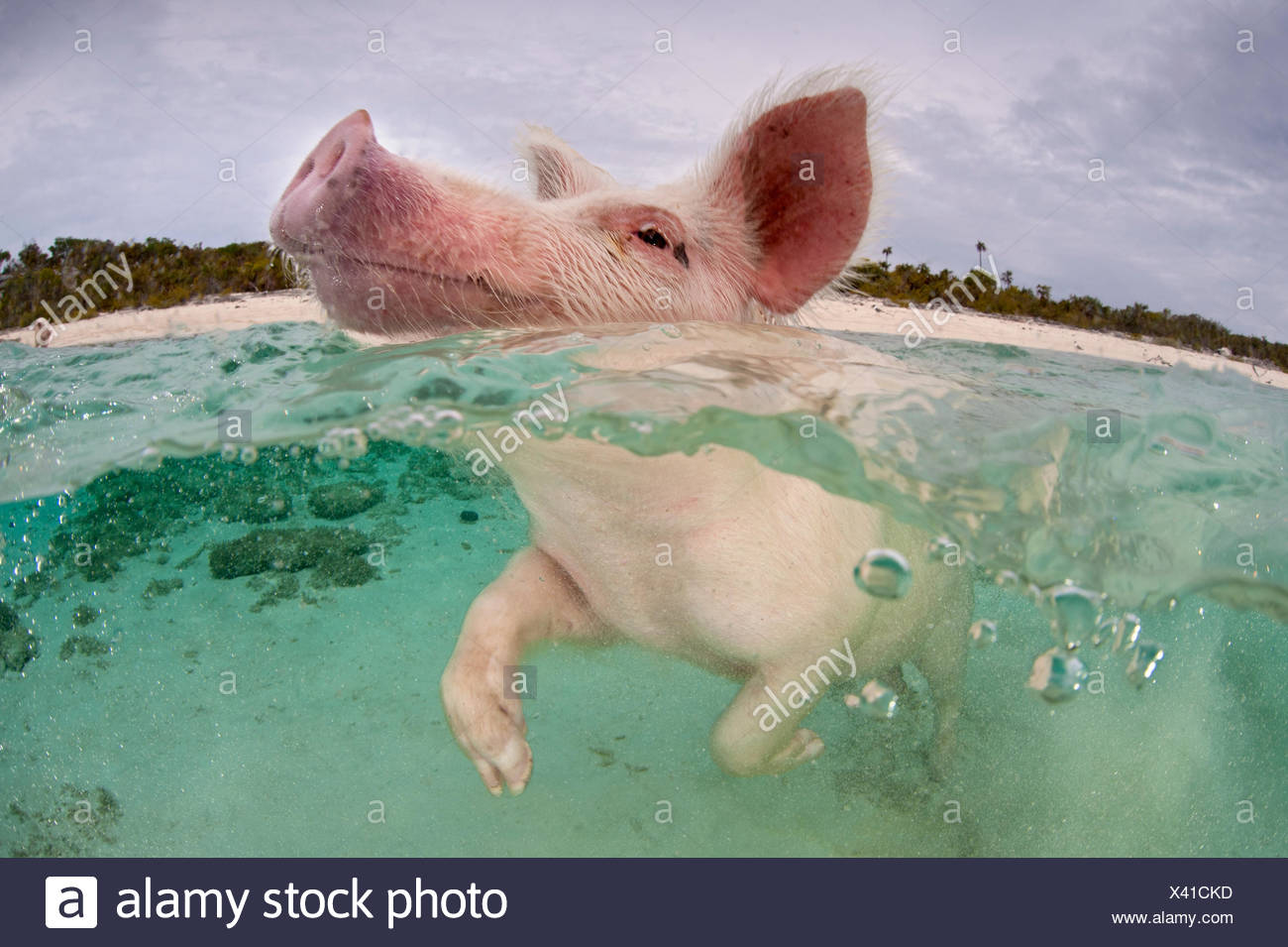 Pig Swimming Sea On Pig Beach High Resolution Stock Photography and ...