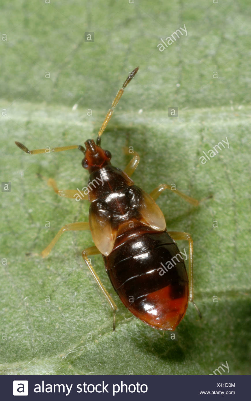 Anthocoris Nemoralis High Resolution Stock Photography and Images - Alamy