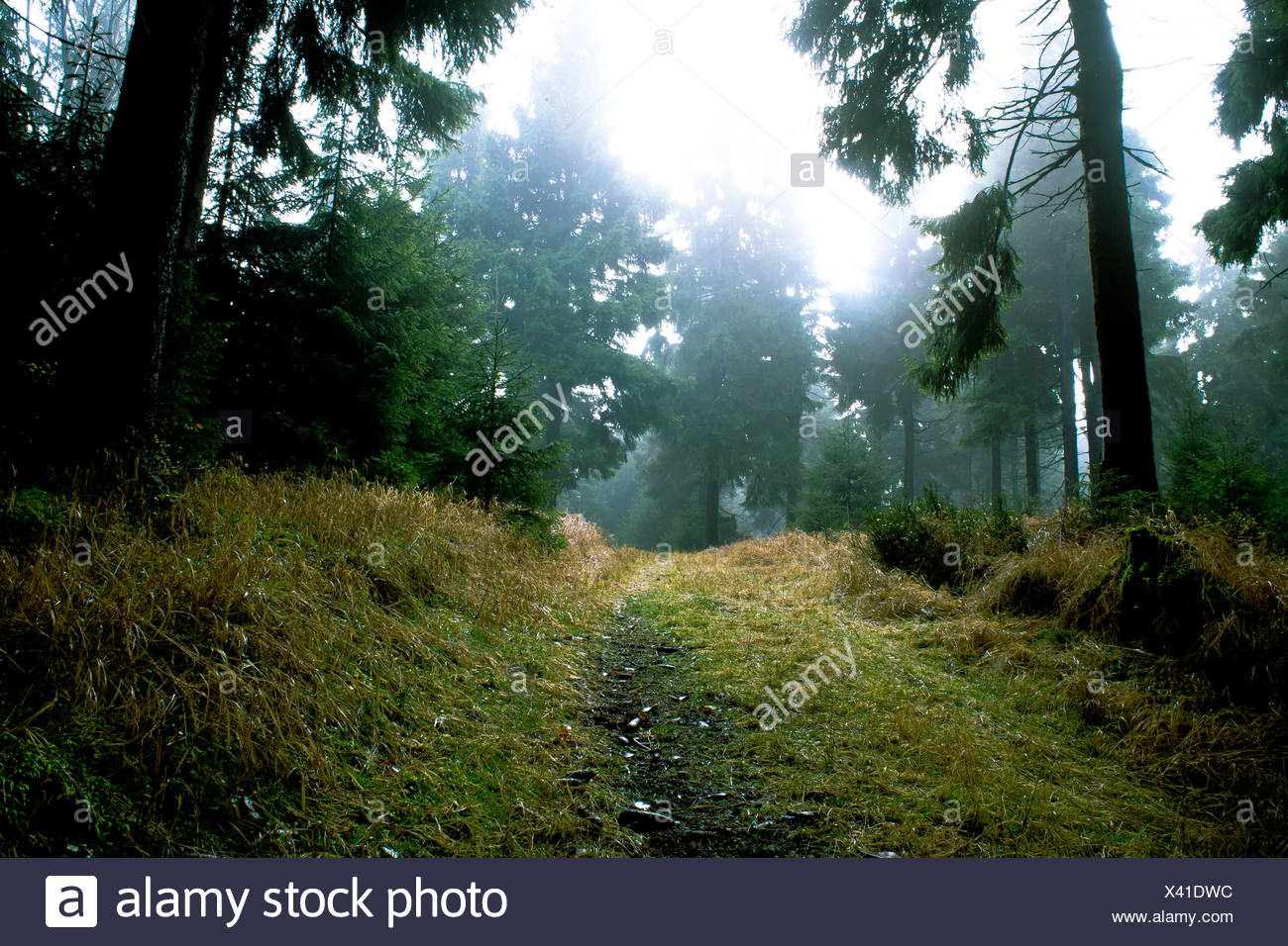 Tree Forest Misty High Resolution Stock Photography and Images - Alamy