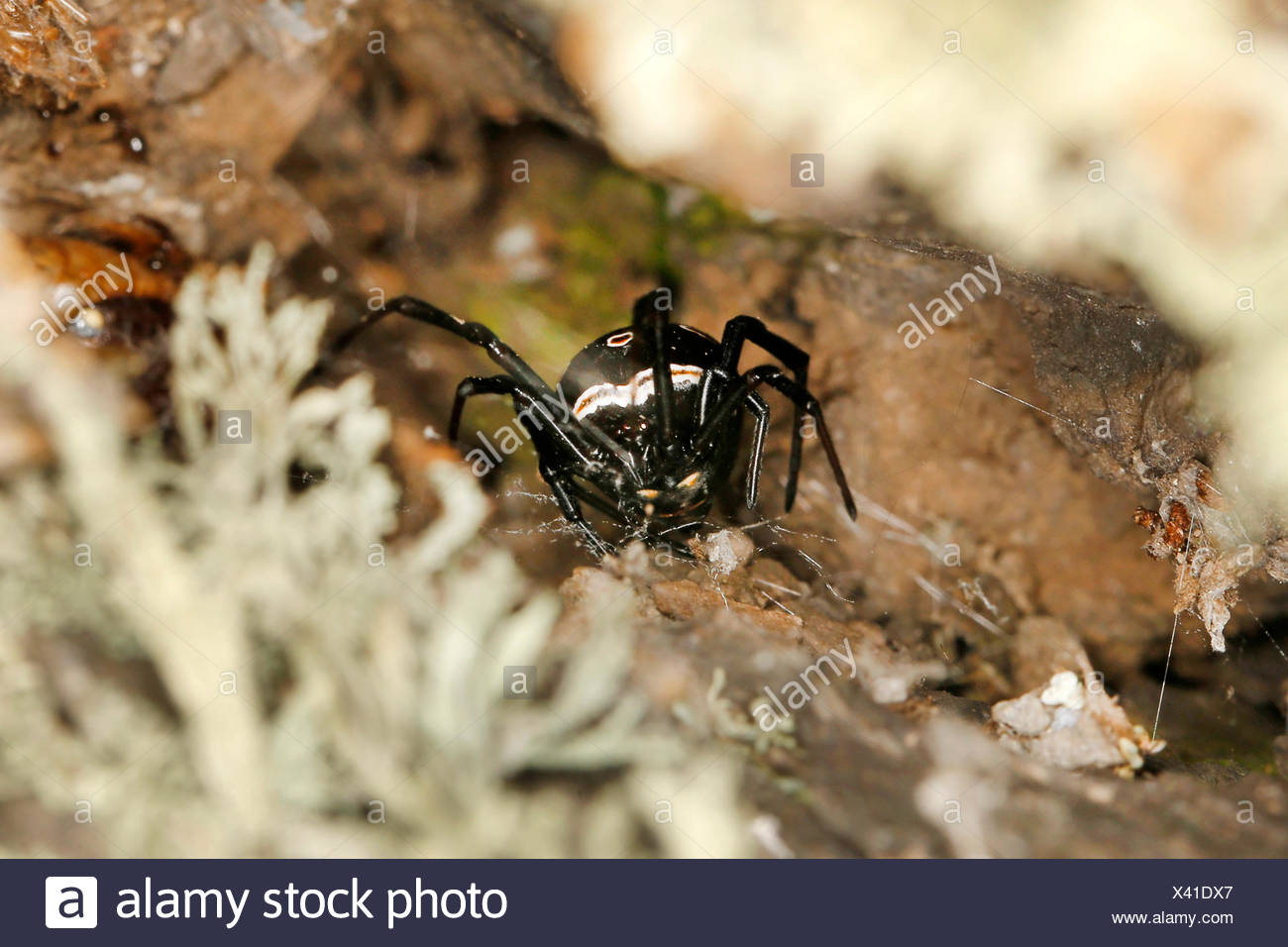Southern Black Widow Spider Latrodectus High Resolution Stock ...