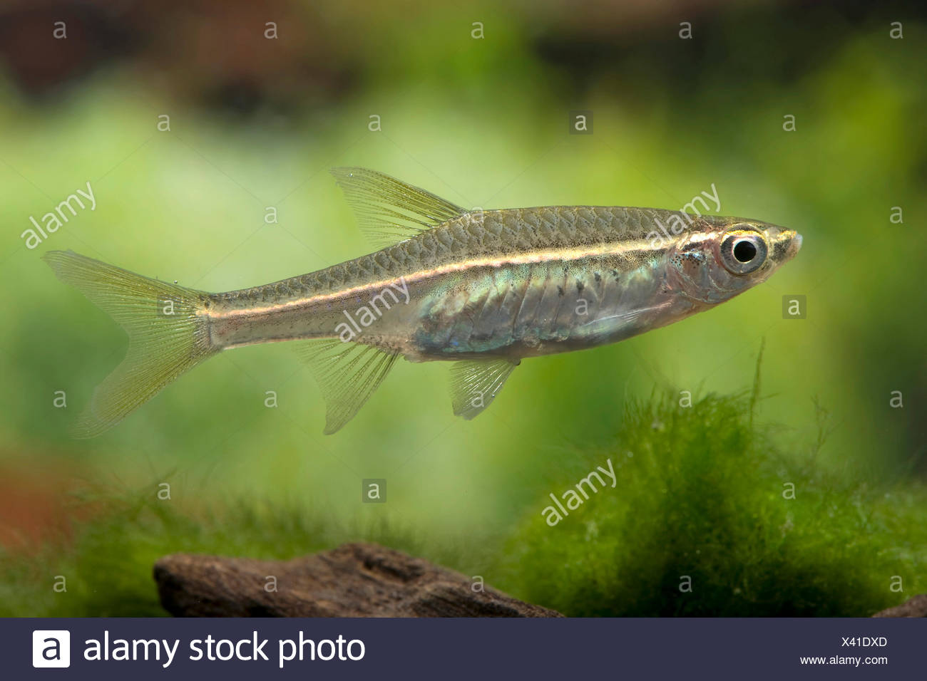 Red Rasbora High Resolution Stock Photography and Images - Alamy