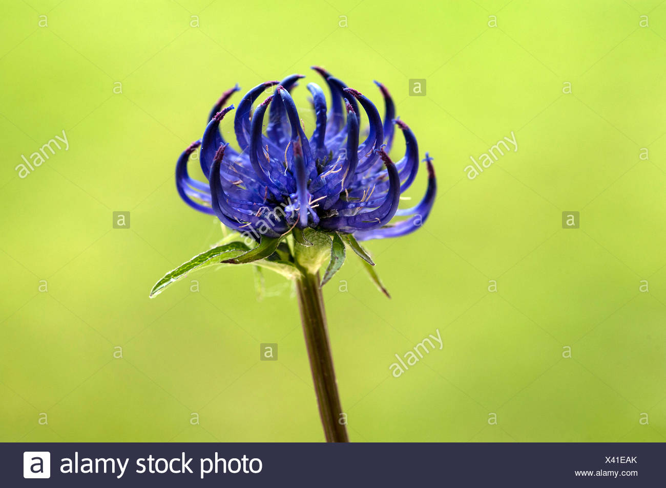 Rampions High Resolution Stock Photography and Images - Alamy