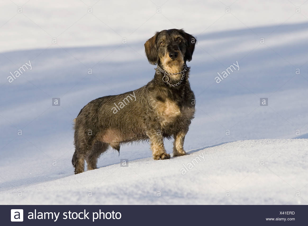 Teckel Hunting High Resolution Stock Photography and Images - Alamy